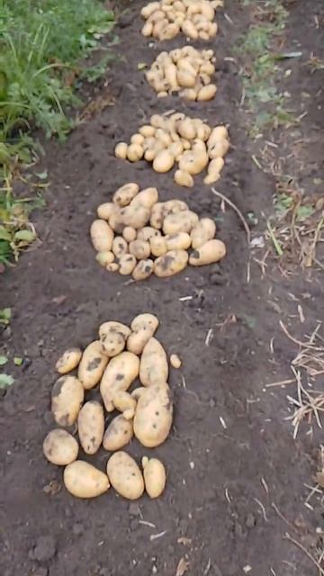 12 августа. Уборка картофеля. Часть 3. Сорт Королева Анна