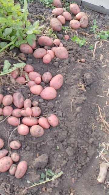 18 августа. Уборка картофеля. Часть 7