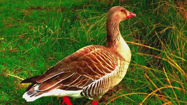 Коран сура Аль-Хьадж чтец Мухаммад аль-Факих