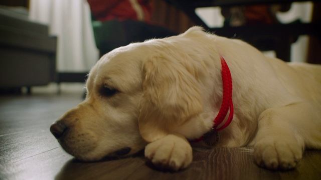 Остеригайтесь мошенников (супер семейка)_HD_ред.4