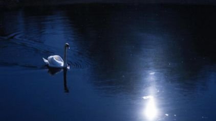 А белый лебедь на пруду качает павшую звезду