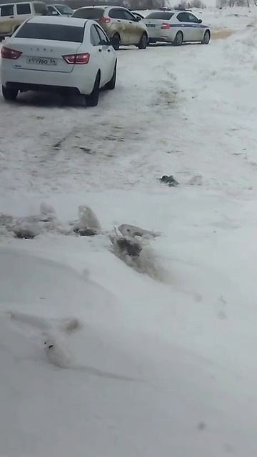 Новосиб. Менты берут штурмом хозяйства и убивают скот по приказу губера