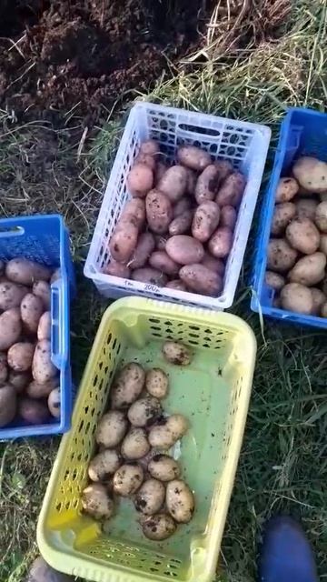 18 августа. Лариса Лавриненко. Опыт выращивания картофеля. Отбор семенного