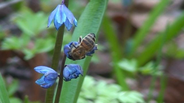 Пчёлы и первоцветы