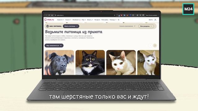 Сервис "Моспитомец" | Кот Бублик