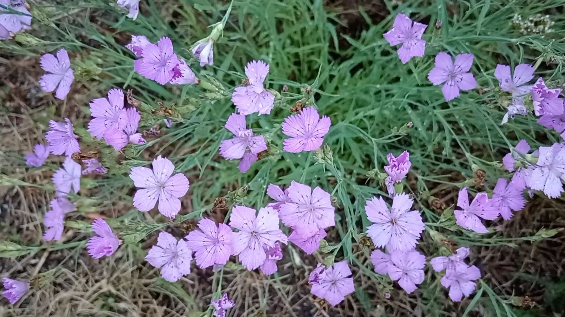 Гвоздика Альпийская