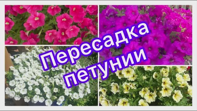 Пересадка петунии19.03.26