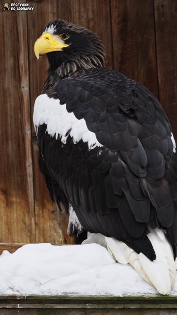 Белоплечий орлан. Новосибирский зоопарк