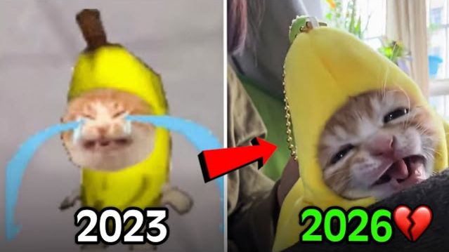 СМЕШНЫЕ МЕМНЫЕ КОТИКИ ТОГДА И СЕЙЧАС! СМОТРИМ КАК ВЫРАСЛИ КОТЫЕ ИЗ МЕМОВ ОЧЕНЬ МИЛОЕ ВИДЕО РЕАКЦИЯ