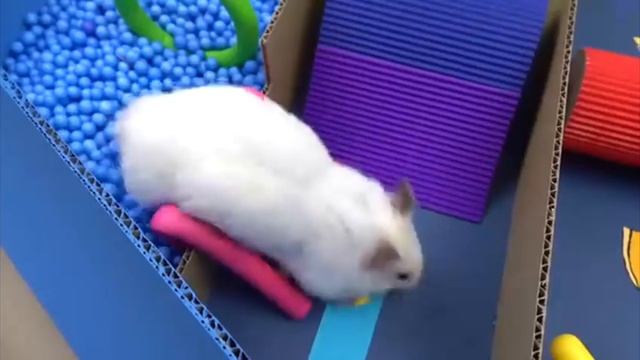 Хомяк в лабиринте #2