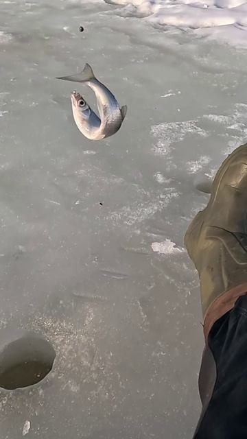 Уклейка на стоячку