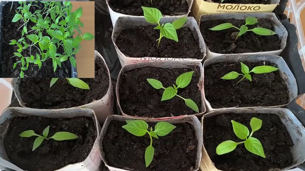 Пересаживаем   рассаду перцев в пакеты в марте.