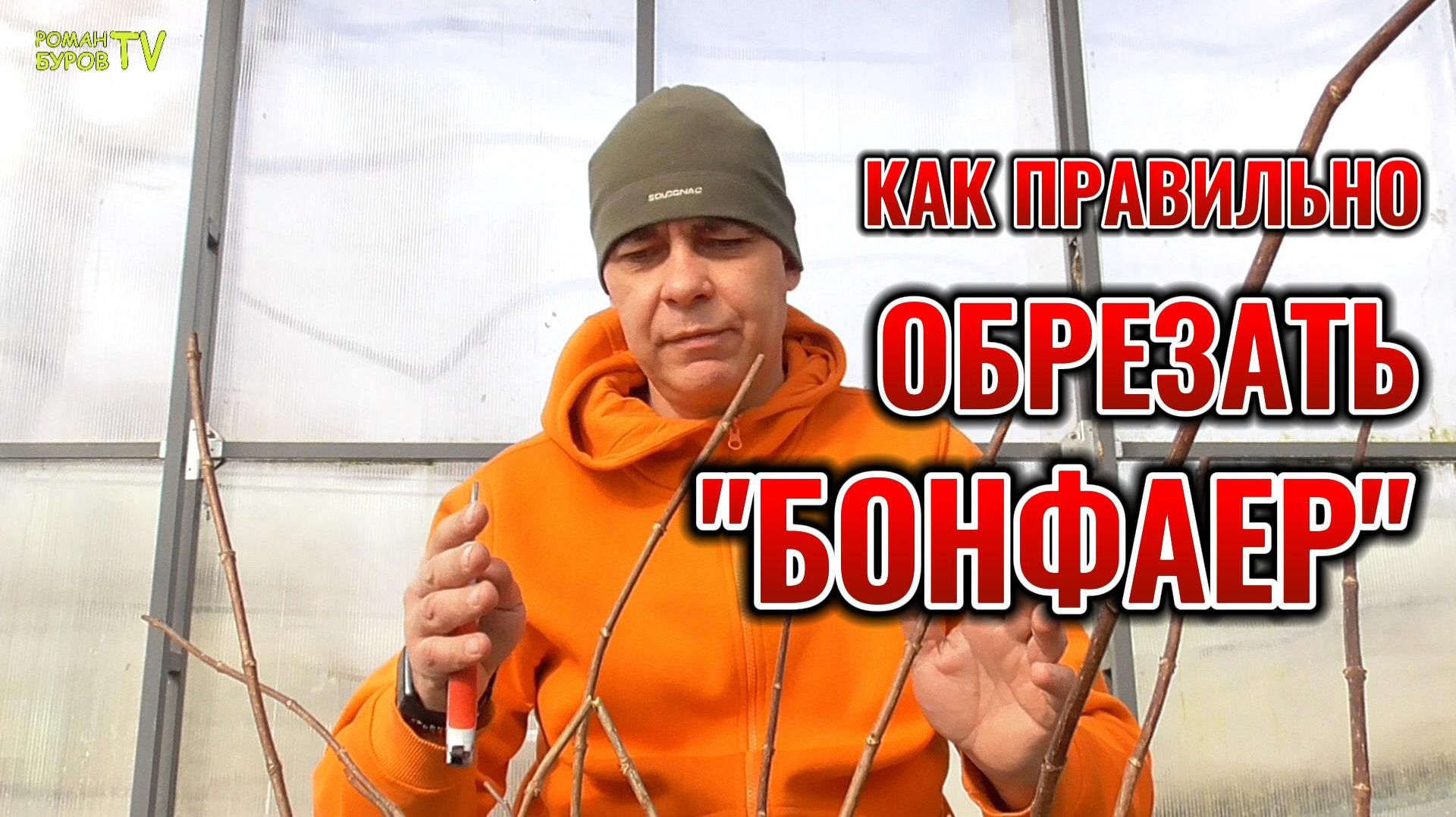 Руководство по обрезке БОНФАЕР: как обрезать метельчатую гортензиюна раннее максимальное цветение 🌸