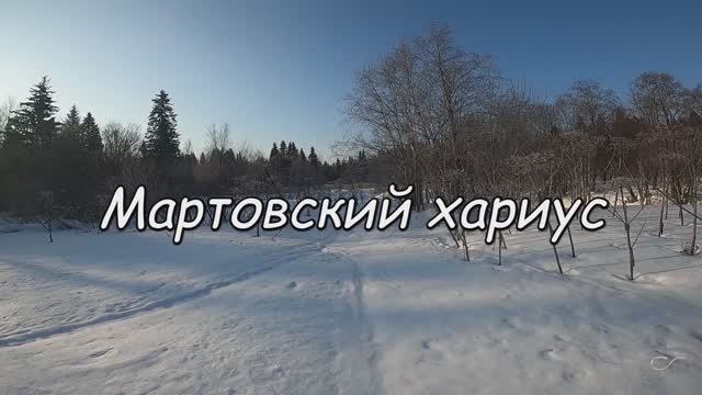 Мартовский хариус...