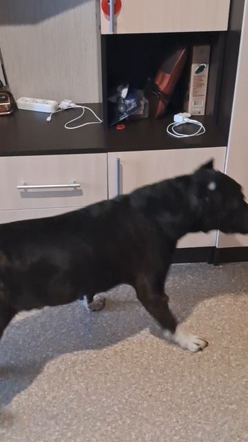 Резвится мой ребенок♥️#собаки#