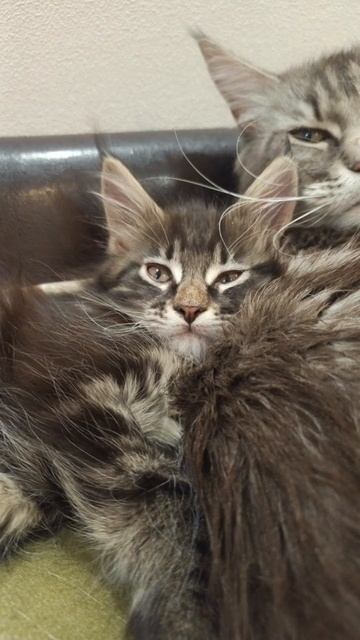 Два поколения мейн-кунов #веселыекоты #прикольныекоты #kitten #cat #kitten #видосыотко #cute #котята