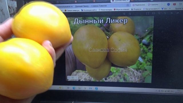 ПОСЕВЫ 2026-87.  Посеяла томат Дынный ликер (Софии Сааковой) потому что он очень вкусный! №463.
