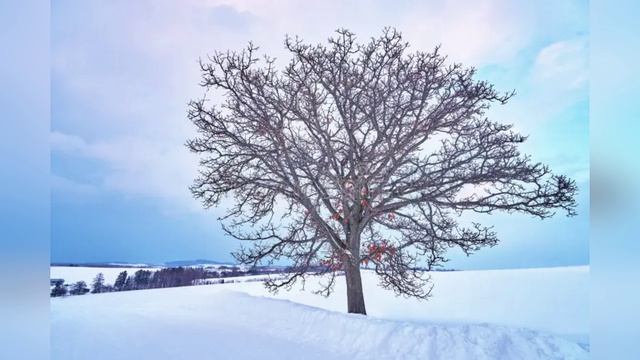 Глеб Горбовский. «Есть дерево в лесной глуши…» (1999). Читает Ярослав Годованый