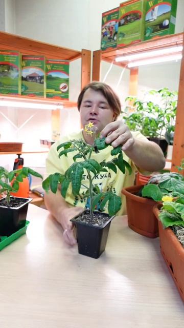 Что такое детерминантные томаты?