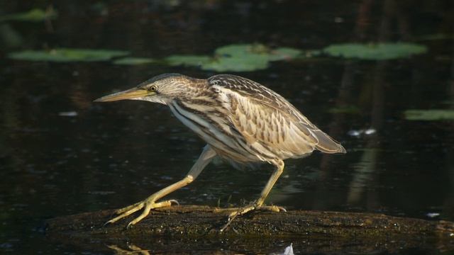 Звук природы. Птицы. Выпь на ферме в лесу у реки