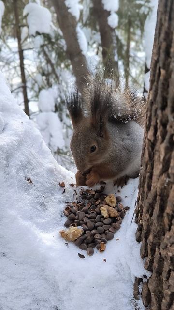 Белки у дерева с развилкой