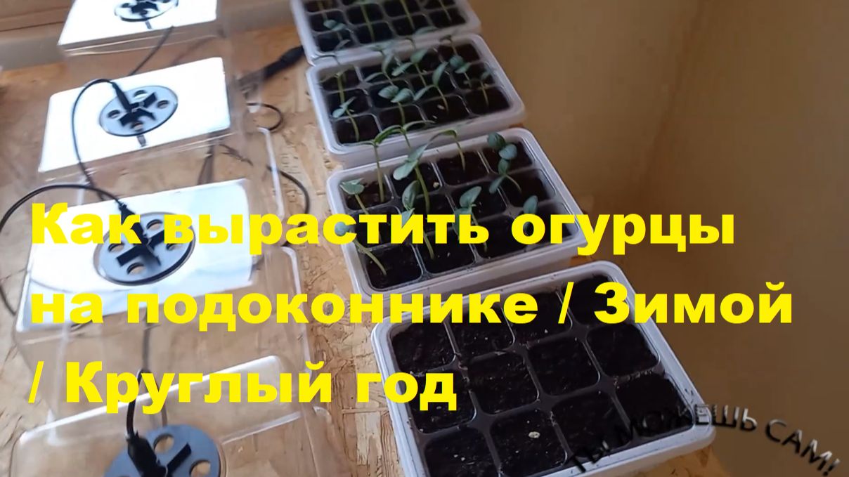 Как вырастить огурцы на подоконнике зимой
