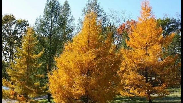 Лиственница