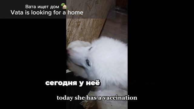 ВОТ ЭТО ВАТА