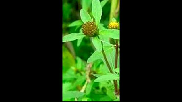 Аллергия. Как избавиться от аллергии