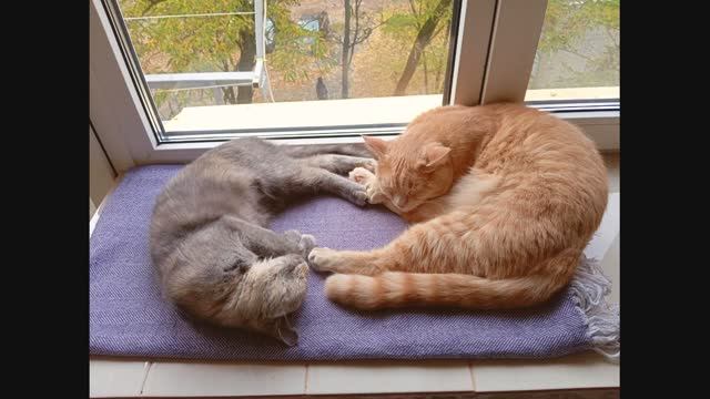 Кому в доме жить хорошо? )))