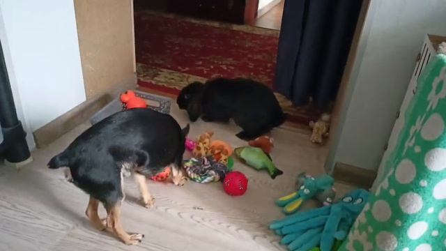 Отдавай мои игрушки!