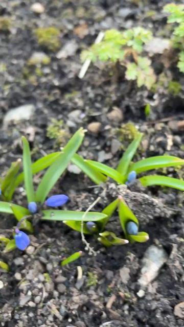 ДНР. Харцызсу. Цветы у дома. И цветы видно,и птичек слышно нынче 19.03.2026 Эпизод 2