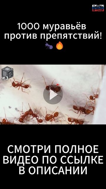 1000 муравьёв против препятствий! 🐜🔥 ЧАСТЬ 4/6