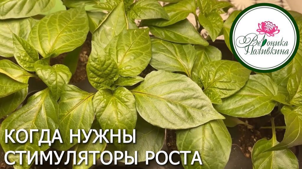 Всегда ли нужны стимуляторы для растений