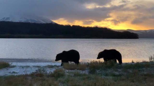 Животные.Медведи прогуливаются вдоль озера