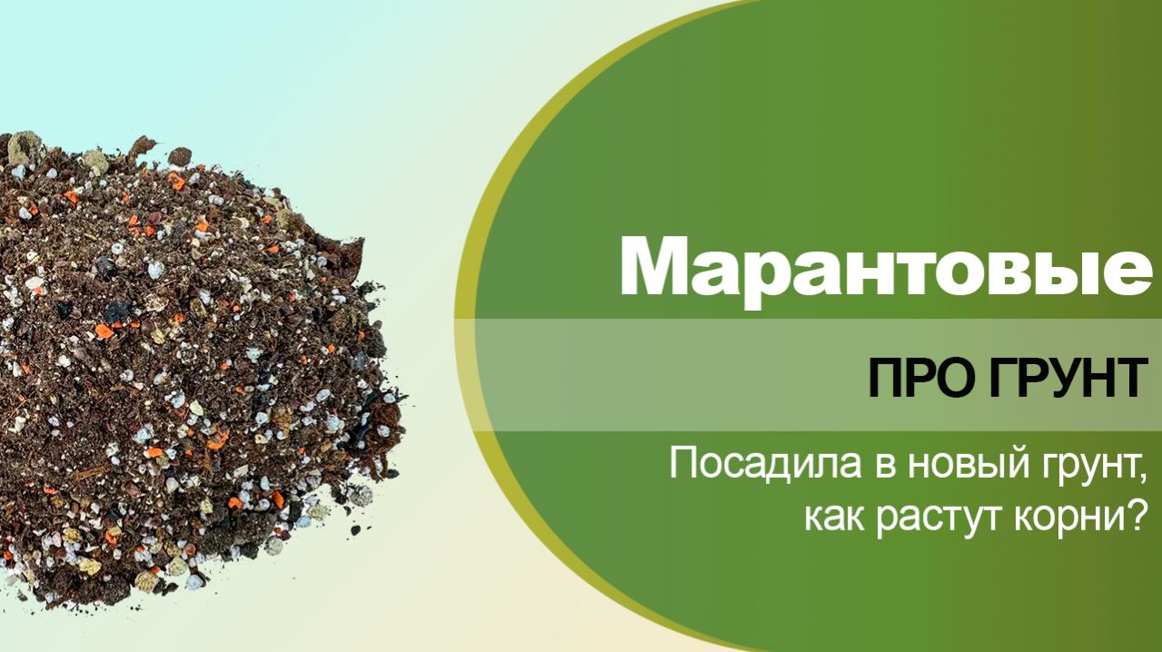 Марантовые. Как развивается корневая система в новом грунте.