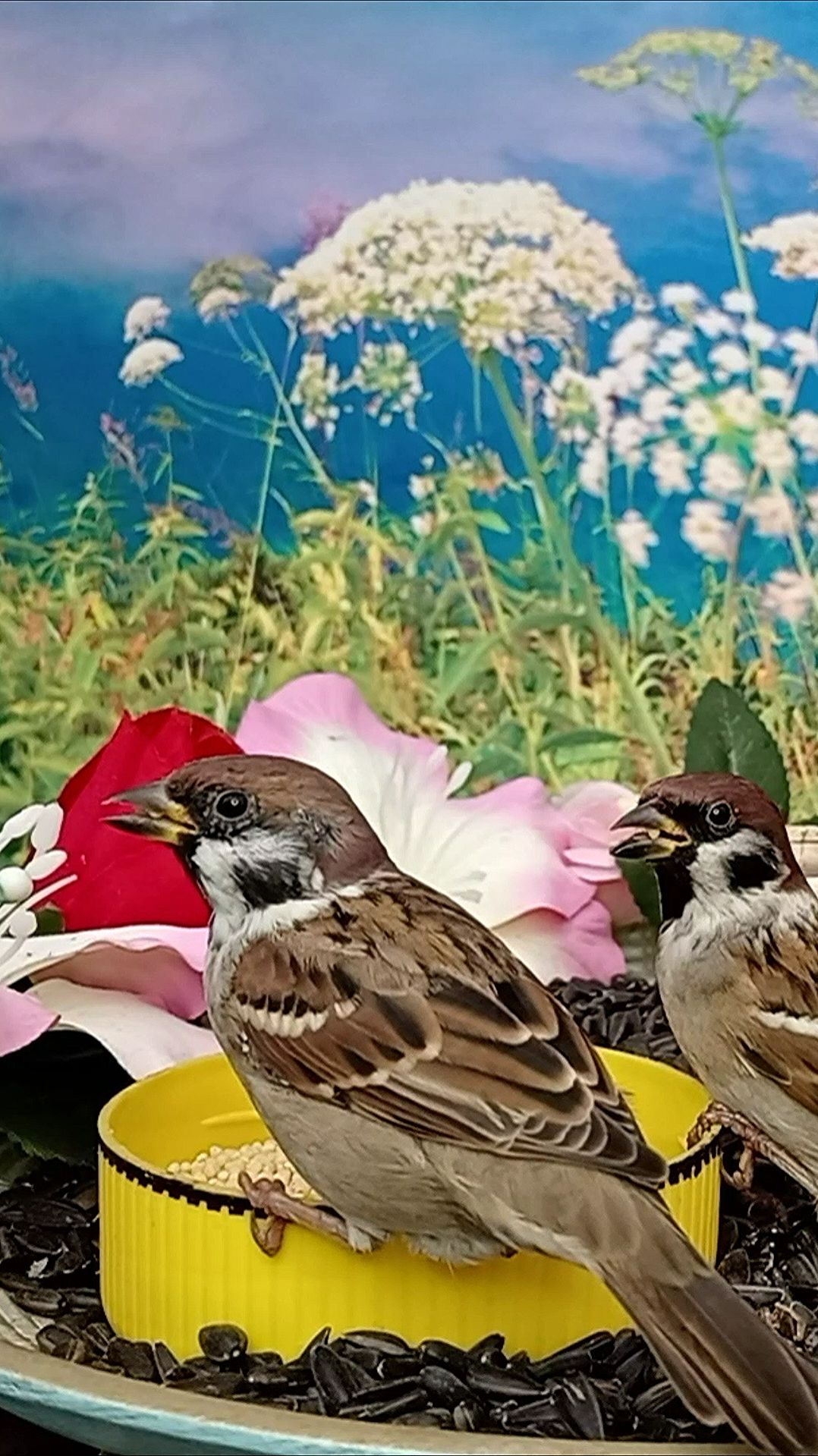 Полевые Воробьи на кормушке