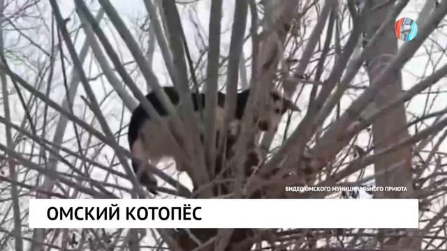 Спасли собаку