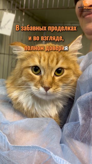 Физалис ждёт вас в приюте #Муркоша