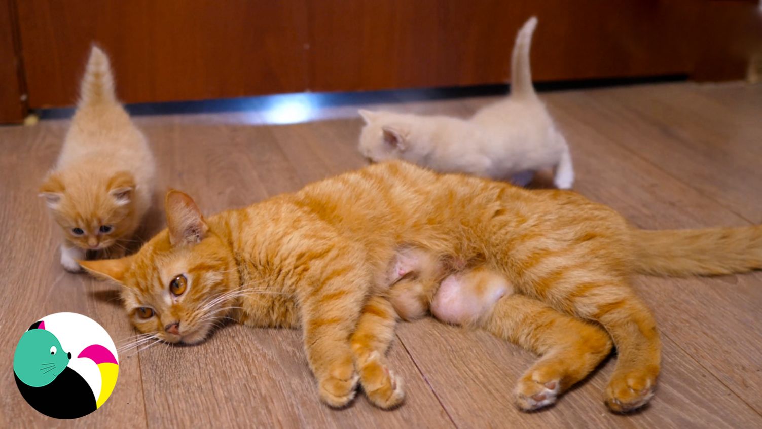 Котята играли, а потом ели молоко.