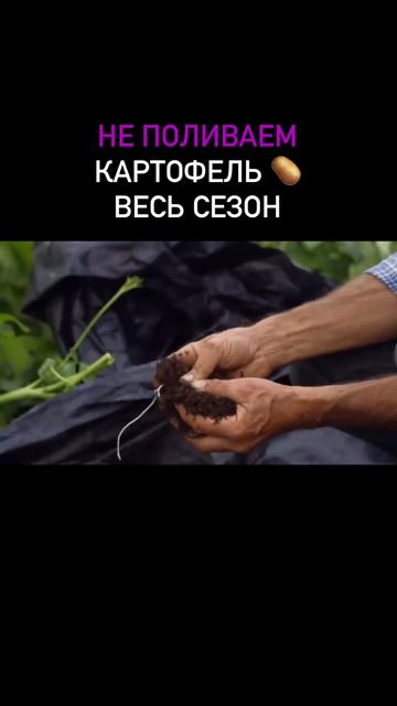 Не поливаем картофель весь сезон