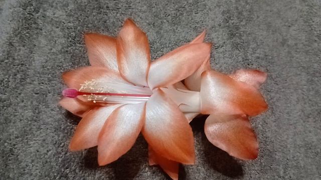 шлюмбергера сеянец №3 (Vlasova' 2026)