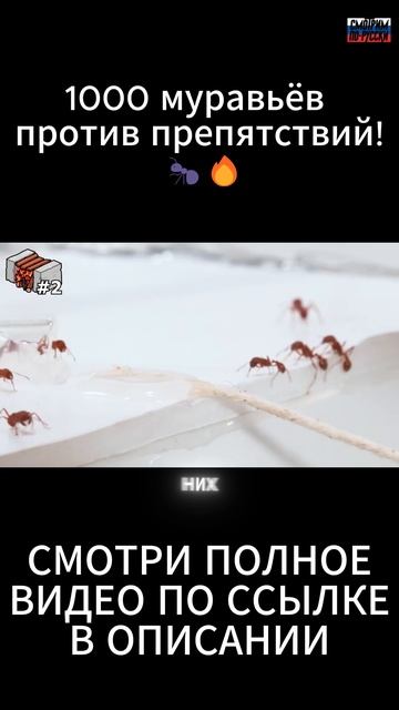 1000 муравьёв против препятствий! 🐜🔥 ЧАСТЬ 2/6