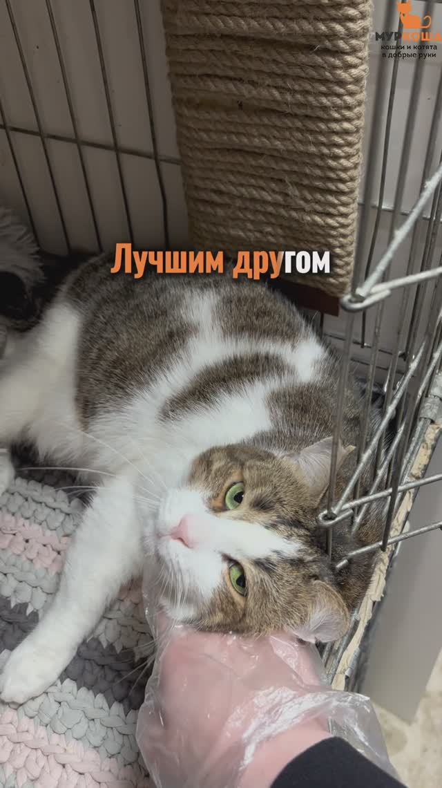 Баобаб ждёт вас в приюте #Муркоша