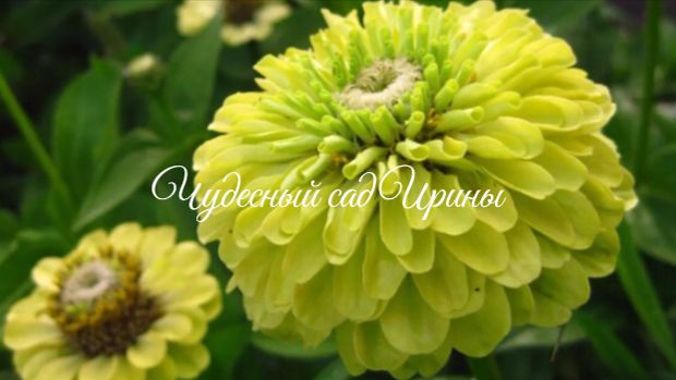 Подборка необычных сортов цинний на сезон 2026