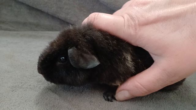 американский тедди чёрный с кремовым, возраст месяц, питомник Zlato Vlaska