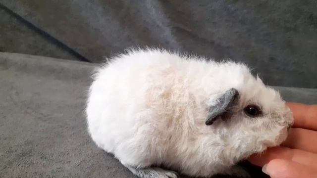 американский тедди белый, калифорния, ч.п., возраст 2 недели, питомник Zlato Vlaska