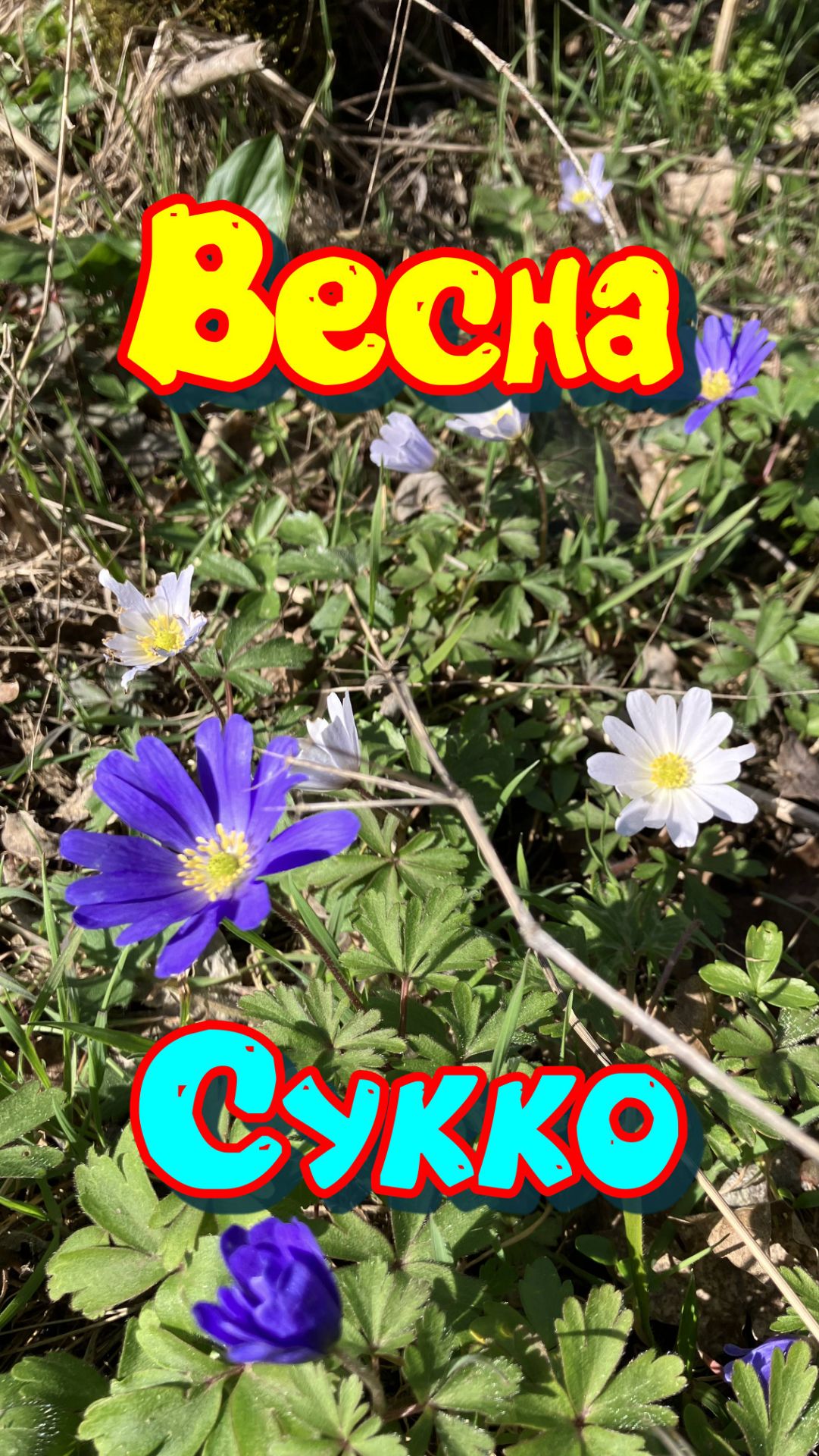 Весна в ущелье Сукко