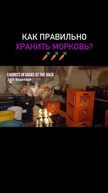 Как правильно хранить морковь?
