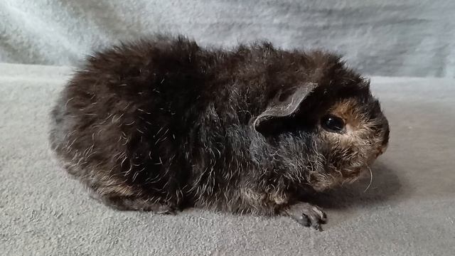 американский тедди чёрный оттер, питомник ZLATO VLASKA